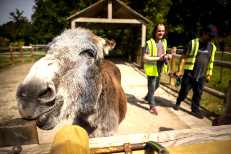 Therapy donkeys aid in recovery | News, Sports, Jobs - Altoona Mirror
